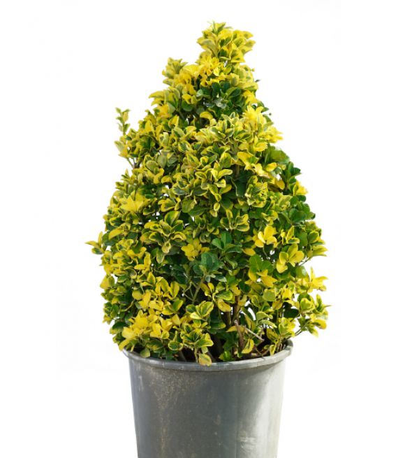GOLD TAFLAN - Euonymus Japonica Var Aurea - Products
